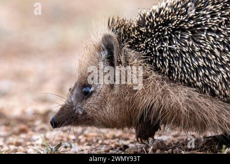 Mongolia, East Mongolia, Steppe area, Daurian Hedgehog (Mesechinus ...