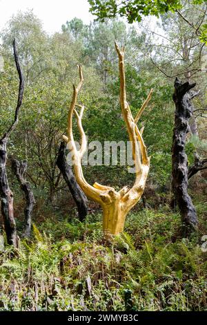 Brocéliande forest with Golden Tree at Paimpont, Brittany, France Stock ...