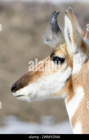 Pronghorn antelope (Antilocapra americana) standing on a snow covered ...