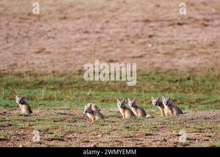 Mongolia, East Mongolia, Steppe area, Joungs Corsac fox (Vulpus corsac ...
