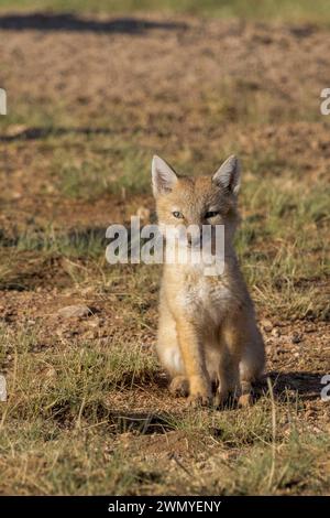 Mongolia, East Mongolia, Steppe area, Joungs Corsac fox (Vulpus corsac ...