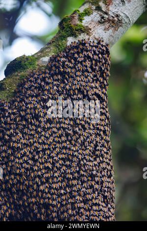 colony of Indonesian and Malaysian Giant Bee (Apis dorsata binghami ...