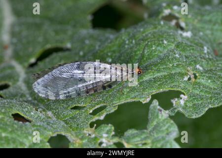 Giant Stream Lacewing (Osmylus fulvicephalus Stock Photo - Alamy