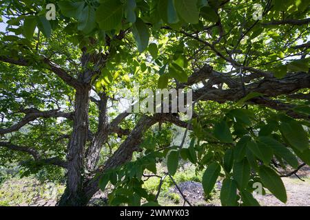 Walnuss, Walnuß, Krone, Baumkrone, Wal-Nuss, Wal-Nuß, Juglans regia ...
