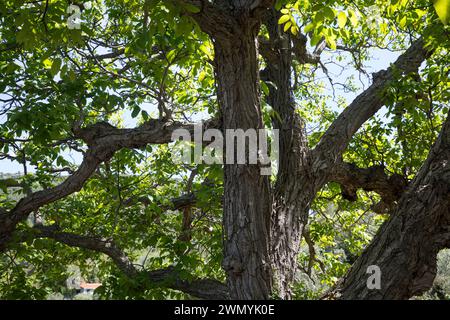 Walnuss, Walnuß, Krone, Baumkrone, Wal-Nuss, Wal-Nuß, Juglans regia ...