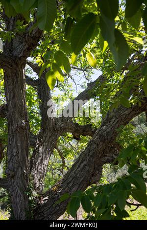 Walnuss, Walnuß, Krone, Baumkrone, Wal-Nuss, Wal-Nuß, Juglans regia ...