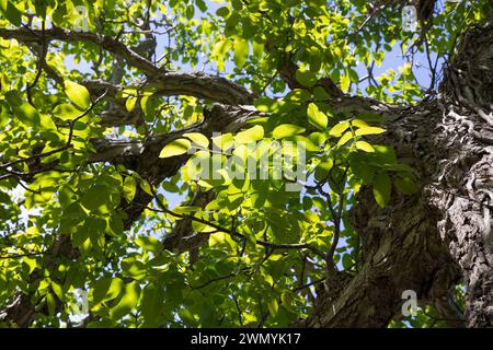 Walnuss, Walnuß, Krone, Baumkrone, Wal-Nuss, Wal-Nuß, Juglans regia ...