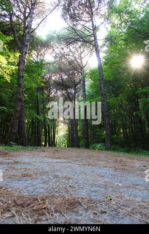Istanbul Belgrade Forest. Dirt road between pine trees. endemic pine ...