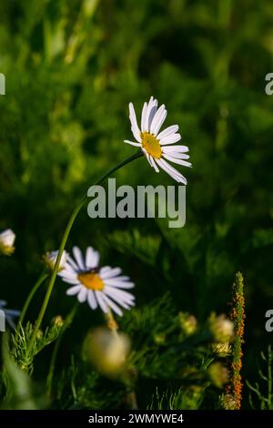 Tripleurospermum maritimum Matricaria maritima is a species of ...