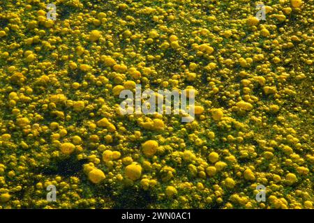 Algae in Mission Lake, Willamette Mission State Park, Oregon Stock ...