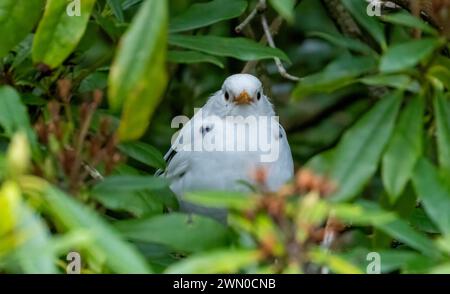 Leucistic blackbird in bush Stock Photo - Alamy