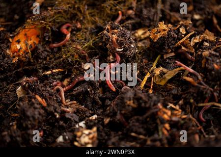 Earthworms play a vital role in the composting process.They break down ...