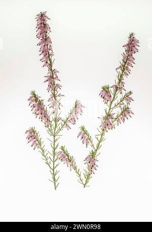 Winter flowering heather bush in melting snow in Spring Stock Photo - Alamy