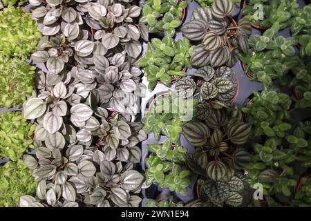 Kaarst, Ikea Einrichtungshaus in Kaarst, 27. 01. 2025 Knäckebrot im ...