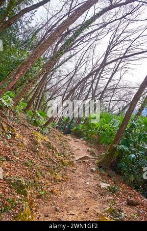 The tilted dense forest with tall trees and narrow footpath, running ...