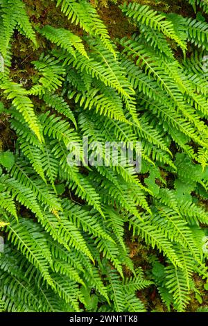 Licorice fern (Polypodium glycyrrhiza) along South Umpqua River, Umpqua ...
