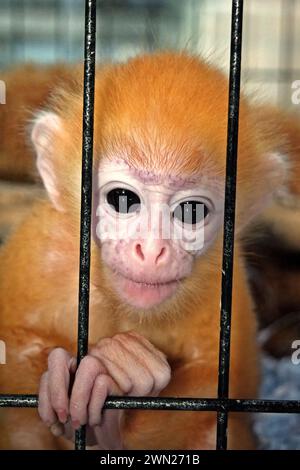 A baby lutung (east Javan langur, Trachypithecus auratus) is ...
