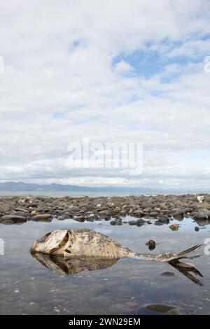 Mortality reflected - dead fish in a rockpool next to the ocean Stock ...