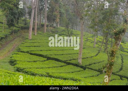 Landscape of the Tambi tea garden in the city of Wonosobo Stock Photo ...