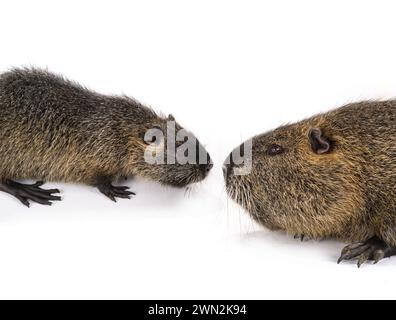 Two Coypu (Myocastor coypus) aka river rat or nutria mammal animal ...