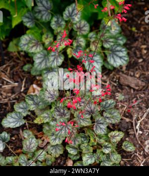 Red spring foliage of the hardy, clump forming perennial sweet spurge ...