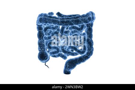 Intestinal tract 3D rendering illustration. Anterior or front view of ...