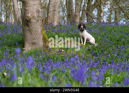 20/04/15 Six-month-old springer spaniel puppy, Chester, plays among the ...