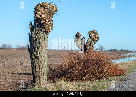 Pile of cut twigs at freshly pruned willow trees in Skurup municipality ...