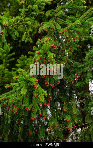 Cluster of small red berries growing all over tree in detail Stock ...