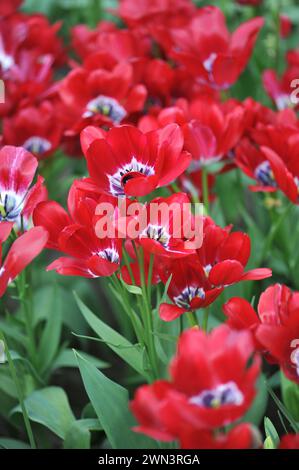 Tulip Fiery Club Stock Photo - Alamy