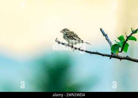 The birds of India: House Sparrow, Assam, India Stock Photo - Alamy