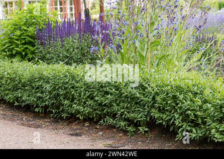 Zwerg-Liguster (Ligustrum vulgare 'Lodense' Stock Photo - Alamy