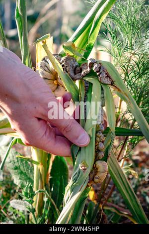 Diseased corn called corn smut, pathogenic fungus, ustilago maydis, in ...