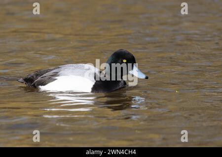 Greater scaup (Aythya marila, also called a bluebill) female duck ...