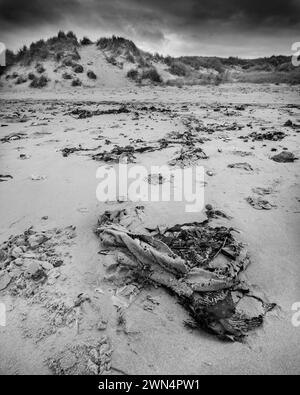 sand on beach, covering rags with dunes in background,, dark sky Stock ...