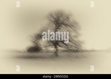 A tree with Intentional camera movement and multiple exposures Stock ...