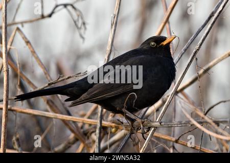 Common blackbird aka Turdus merula male perched on the twig Stock Photo ...