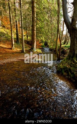 Cardrona Forest in the Scottish Borders near Peebles Stock Photo - Alamy