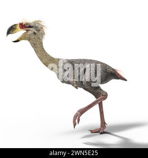 Phorusrhacos is an extinct genus of giant flightless terror birds that ...