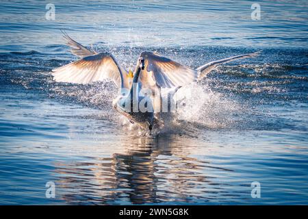 A pair of trumpeter swans fighting on the water in bright morning light ...