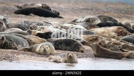 05/01/13 The huge seal colony on Blakeney Point, near Cromer Norfolk ...