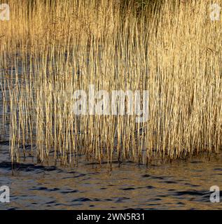Lake edge Reeds and Rushes in Winter Stock Photo - Alamy