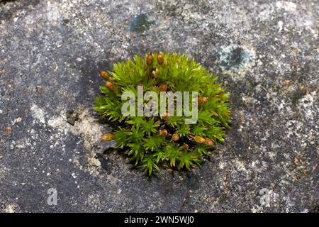 Anomalous Bristle-moss (Orthotrichum anomalum Stock Photo - Alamy