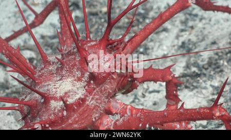 Valparaiso, Chile. 16th Feb, 2024. Strange new species discovered on ...