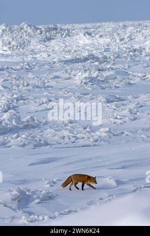 Cape Lisburne area red fox scavenging on walrus western corner of the ...
