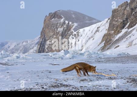Cape Lisburne area red fox scavenging on walrus western corner of the ...