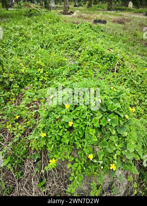 momordica charantia yellow flowers growing around the wild bushy meadow ...