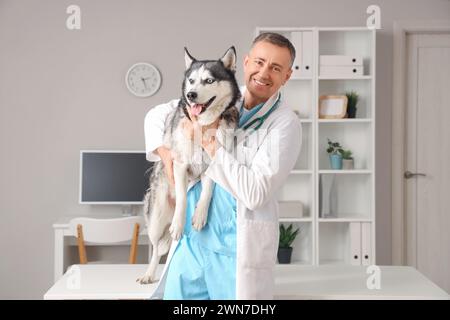 Male veterinarian with cute husky dog on white background Stock Photo ...
