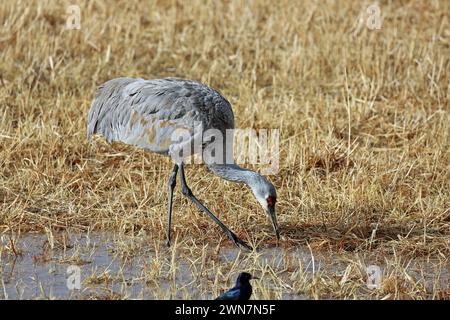 A scenic view of a sandhill crane bird located in an open field Stock ...