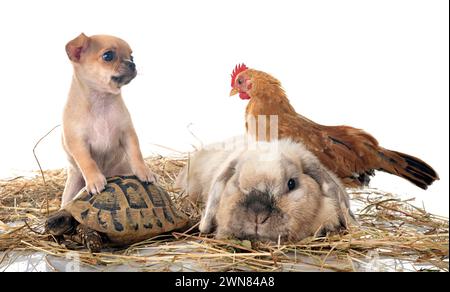 chihuahua and turtle in front of white background Stock Photo - Alamy
